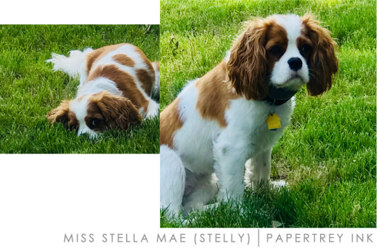 Designer’s Challenge: Paw Prints